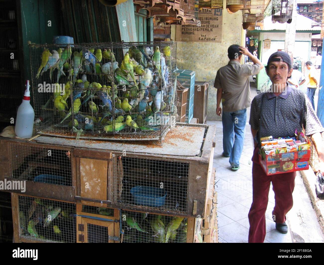 KRT WORLD NEWS STORY SLUGGED: AVIANFLU-INDONESIA KRT PHOTOGRAPH BY TIM ...
