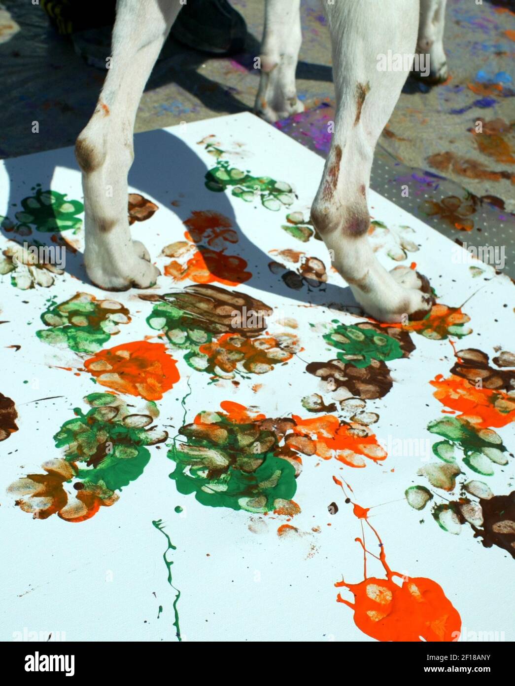 KRT LIFESTYLE STORY SLUGGED: PETS-DOGARTISTS KRT PHOTOGRAPH BY TEAK ...