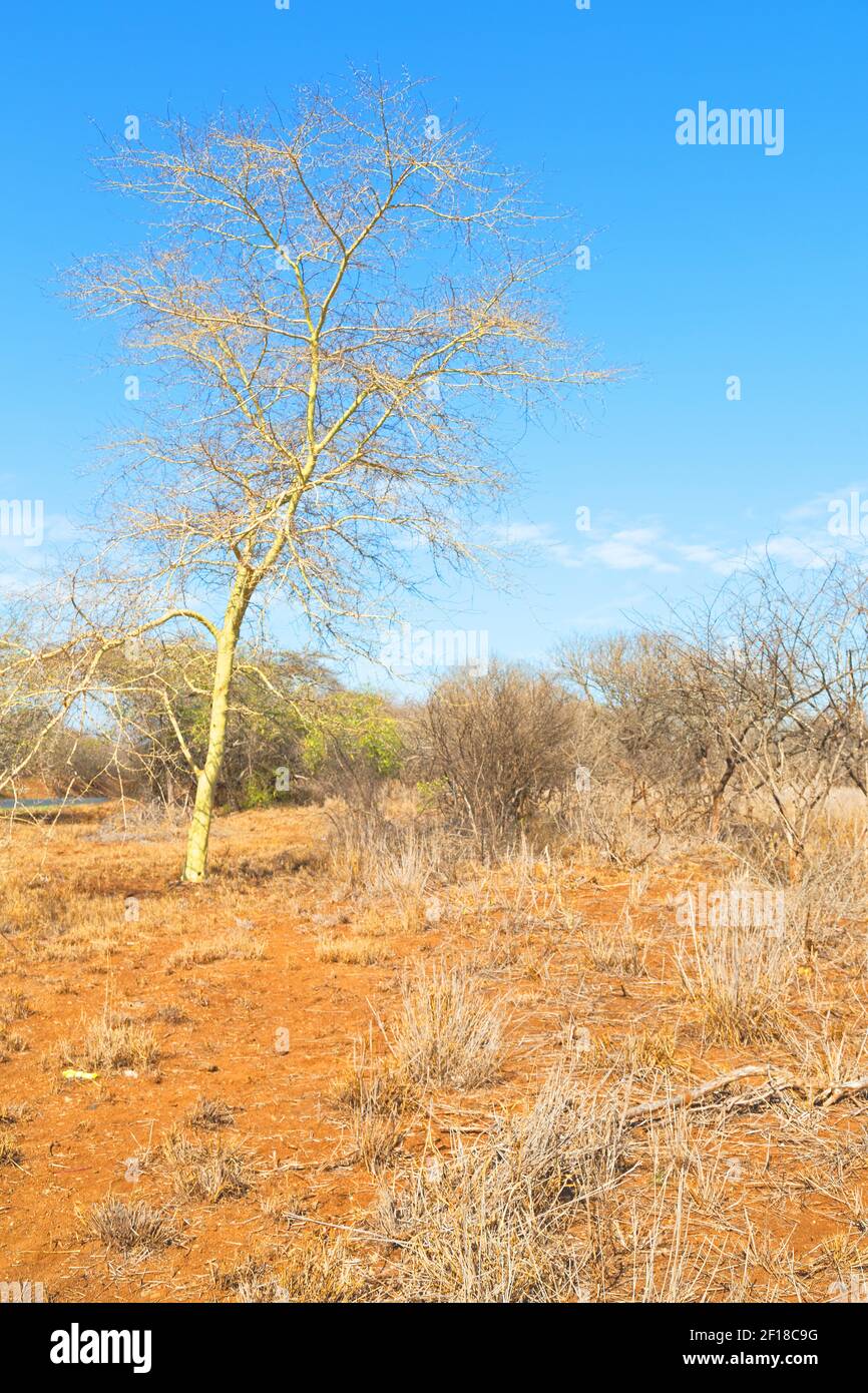 In swaziland wildlife nature reserve Stock Photo - Alamy
