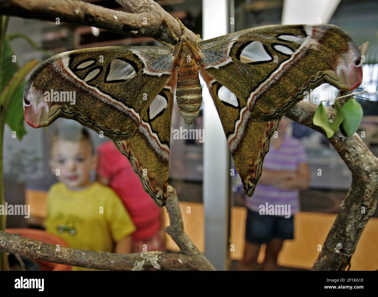 KRT US NEWS STORY SLUGGED: SCI-BUTTERFLIES KRT PHOTOGRAPH BY JOHN ...