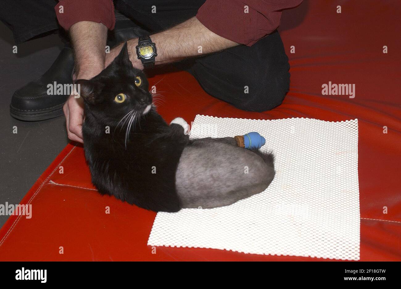 KRT LIFESTYLE STORY SLUGGED: PETS-THEBOND KRT PHOTOGRAPH BY WENDY ...