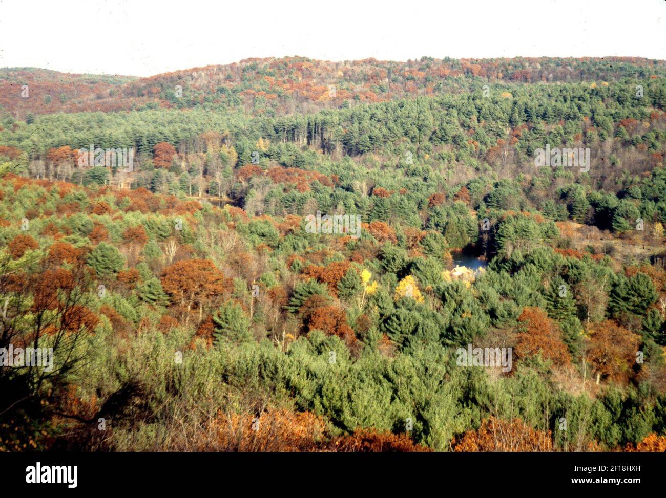 KRT US NEWS STORY SLUGGED: FORESTS KRT PHOTOGRAPH BY JOHN O'KEEFE ...