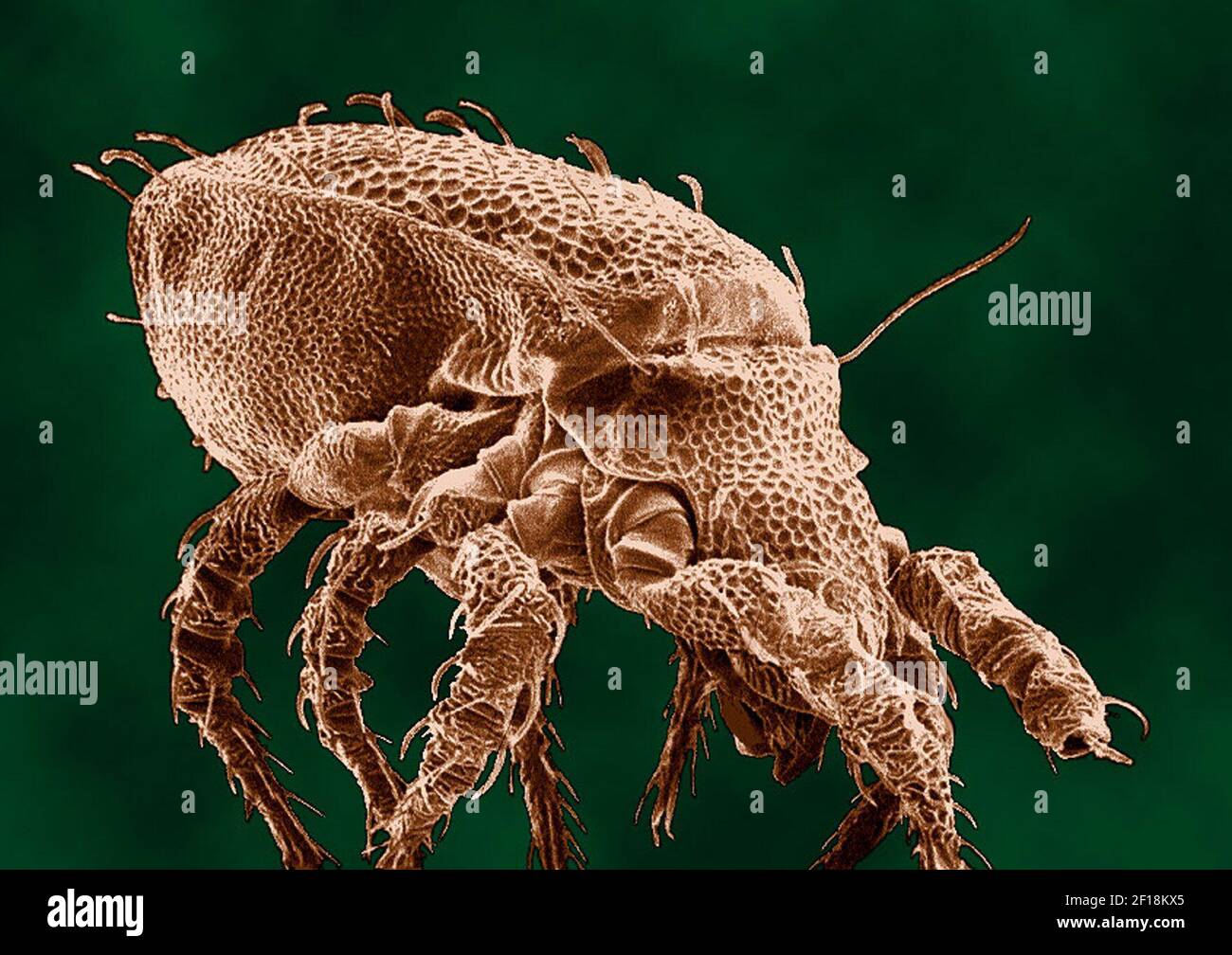 Predatory mite hi-res stock photography and images - Alamy
