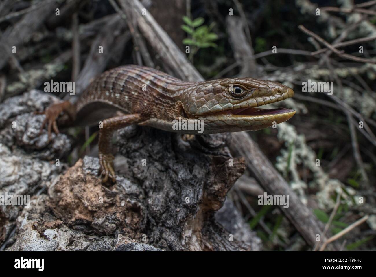 A southern alligator lizard (elgaria multicarinata) from Mt. Madonna ...