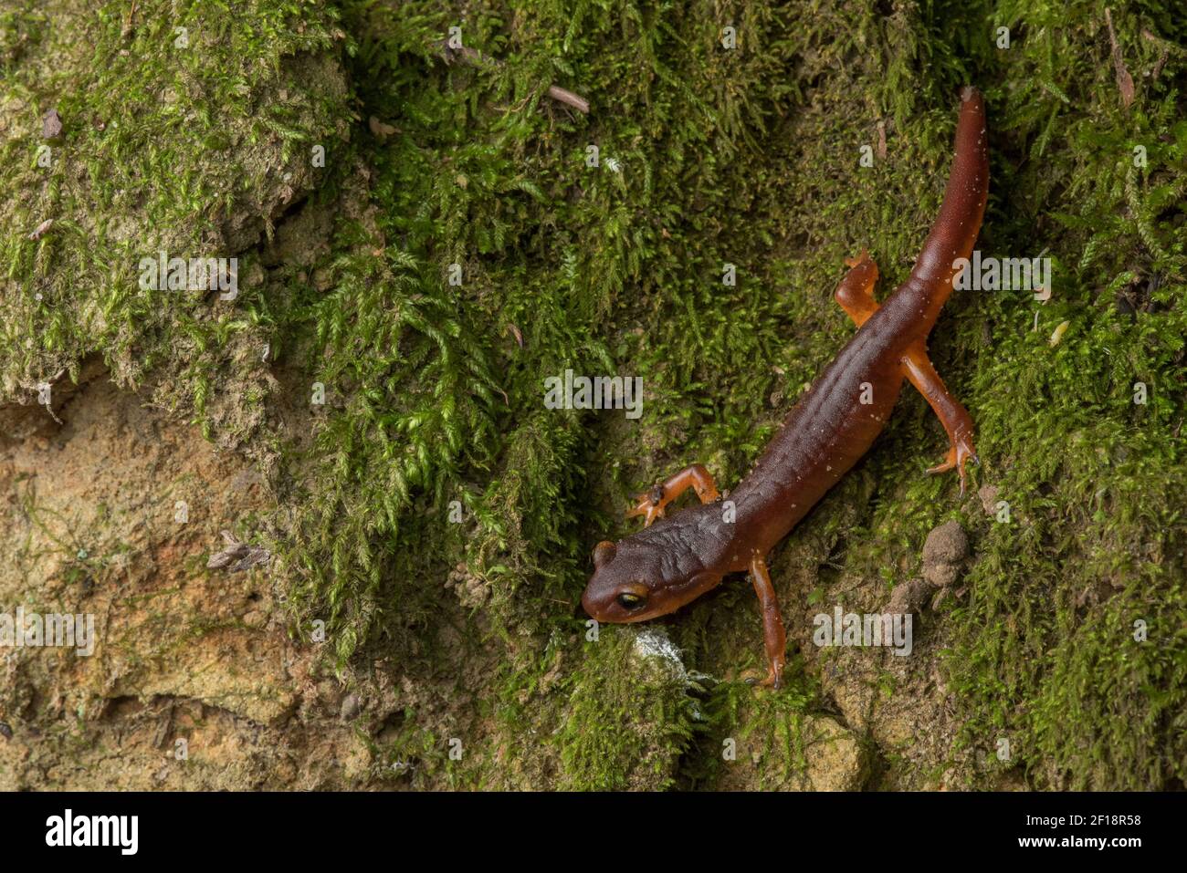 Yelloweyed ensatina hi-res stock photography and images - Alamy