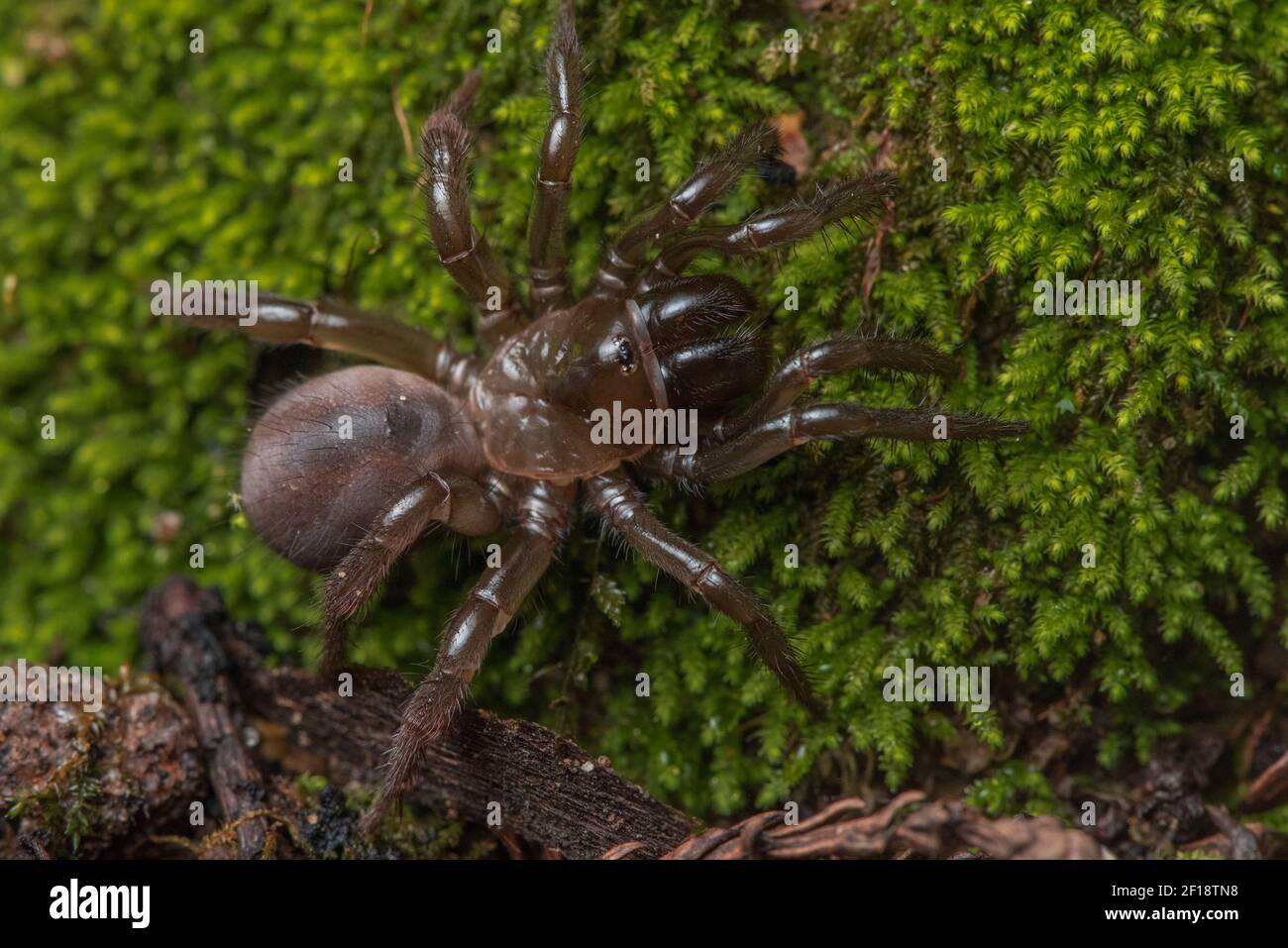 Trapdoor spider hi-res stock photography and images - Alamy
