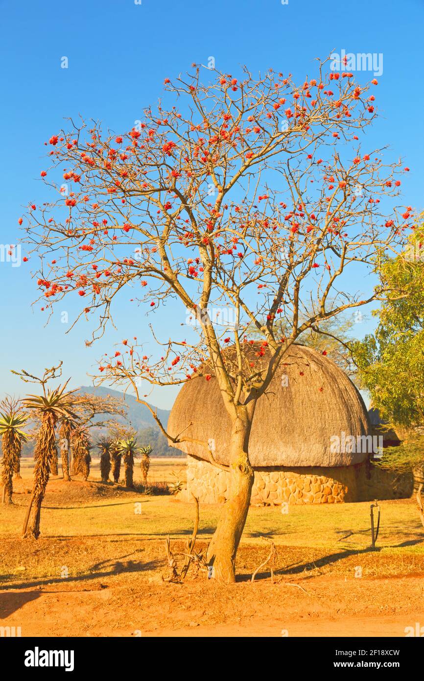 In swaziland wildlife nature reserve Stock Photo - Alamy