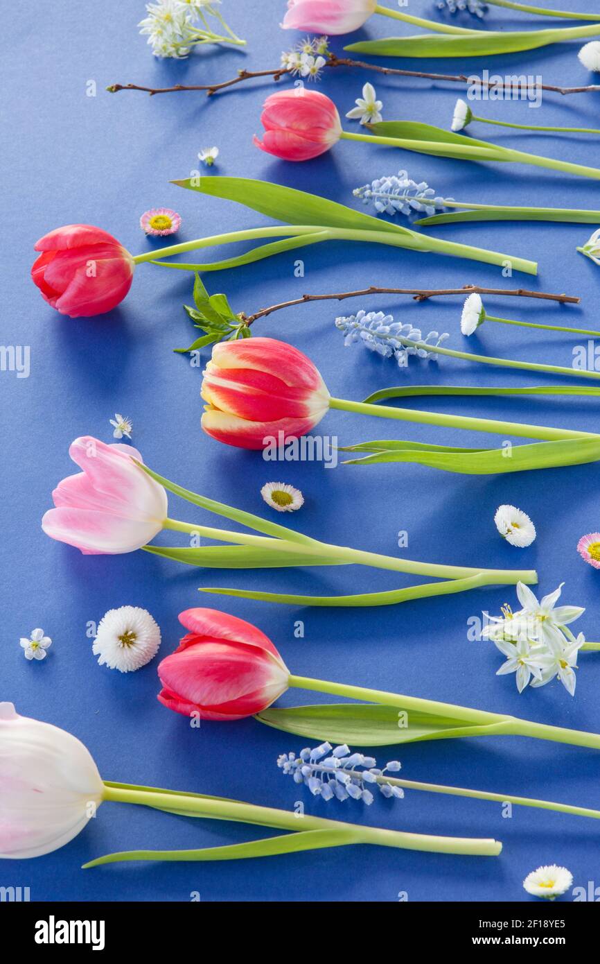 Colorful spring flowers on blue Stock Photo - Alamy