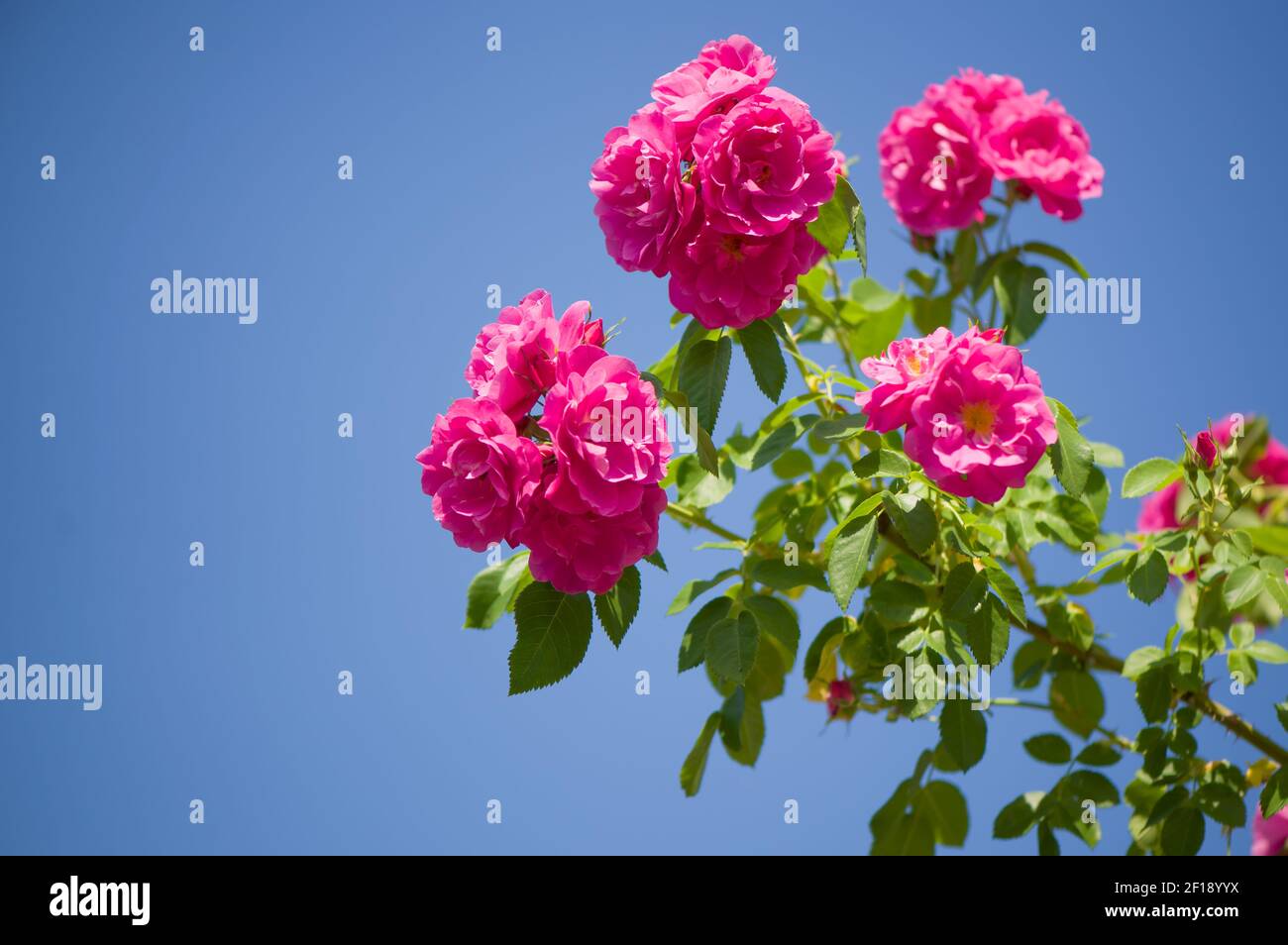 Beautiful pink climbing roses hi-res stock photography and images - Alamy