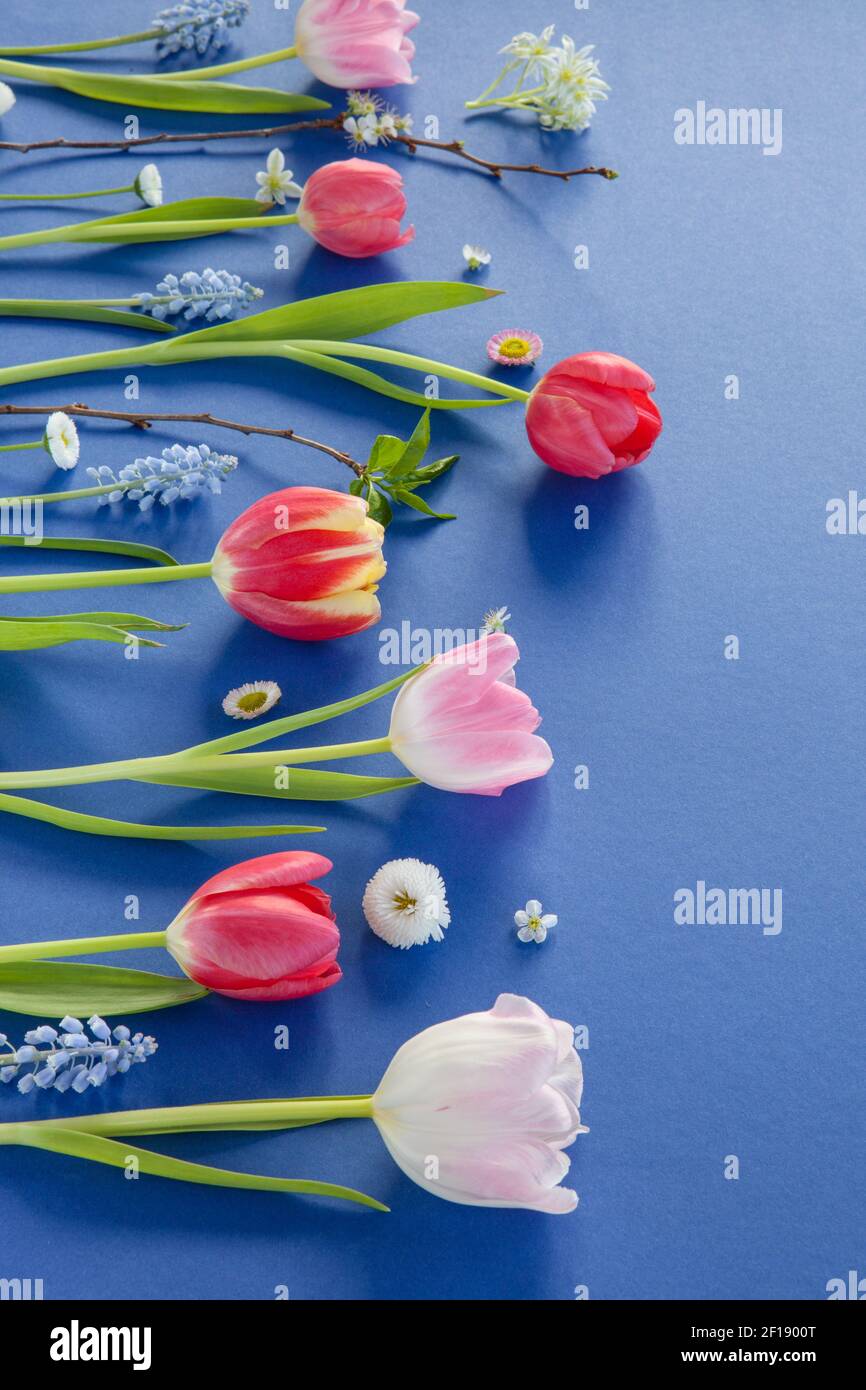 Colorful spring flowers on blue Stock Photo - Alamy