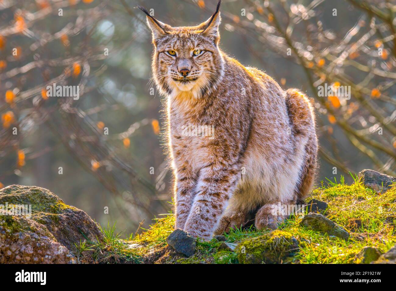 cute young lynx in the colorful wilderness forest Stock Photo - Alamy
