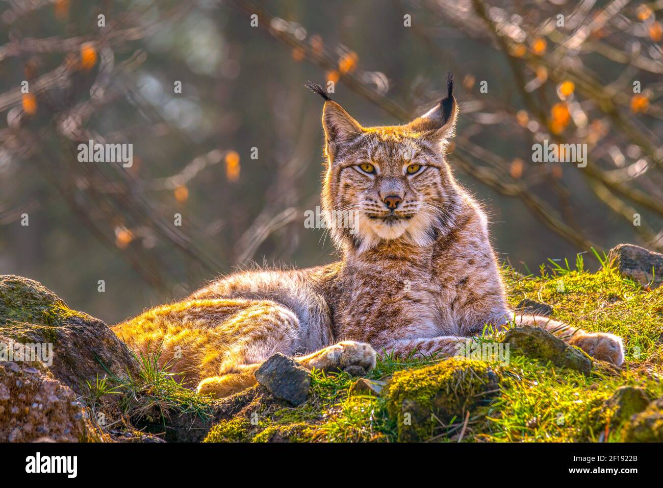 cute young lynx in the colorful wilderness forest Stock Photo - Alamy