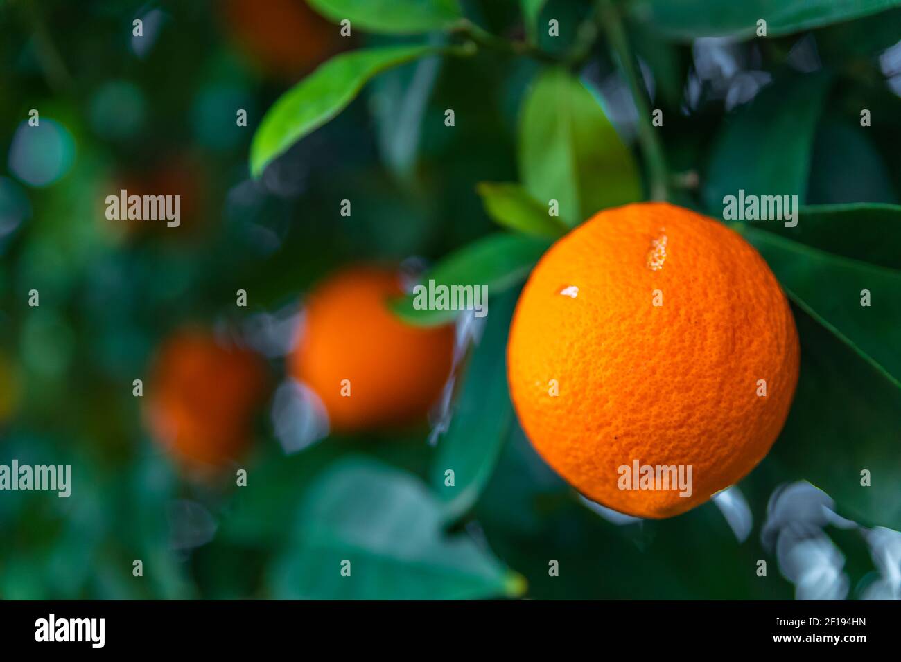 Orange citrus growing on the same hybrid tree via a graft in California ...