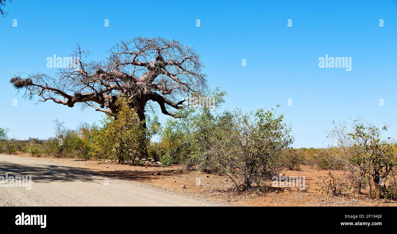 In south africa street and baobab Stock Photo - Alamy
