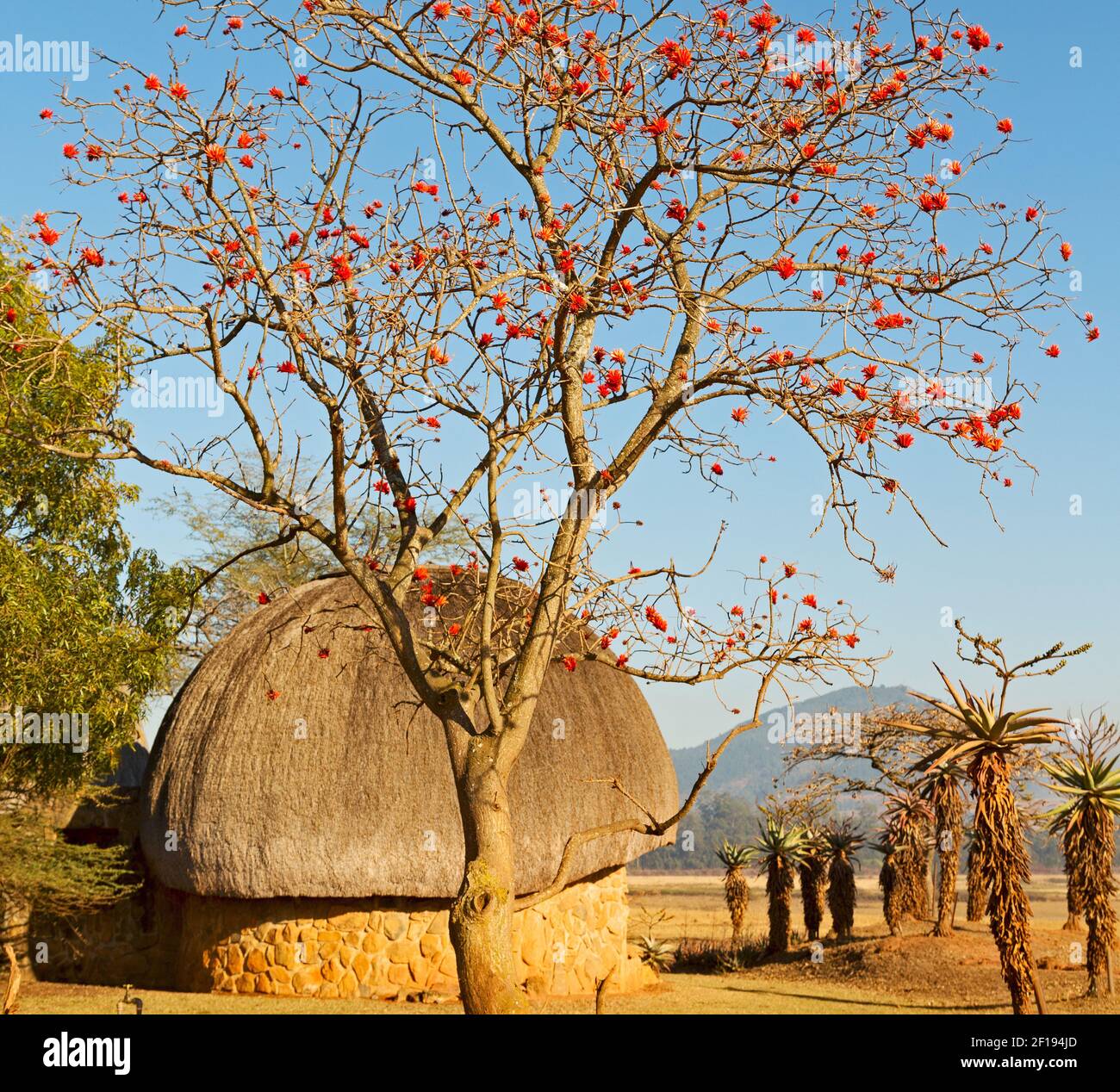 In swaziland wildlife nature reserve Stock Photo - Alamy