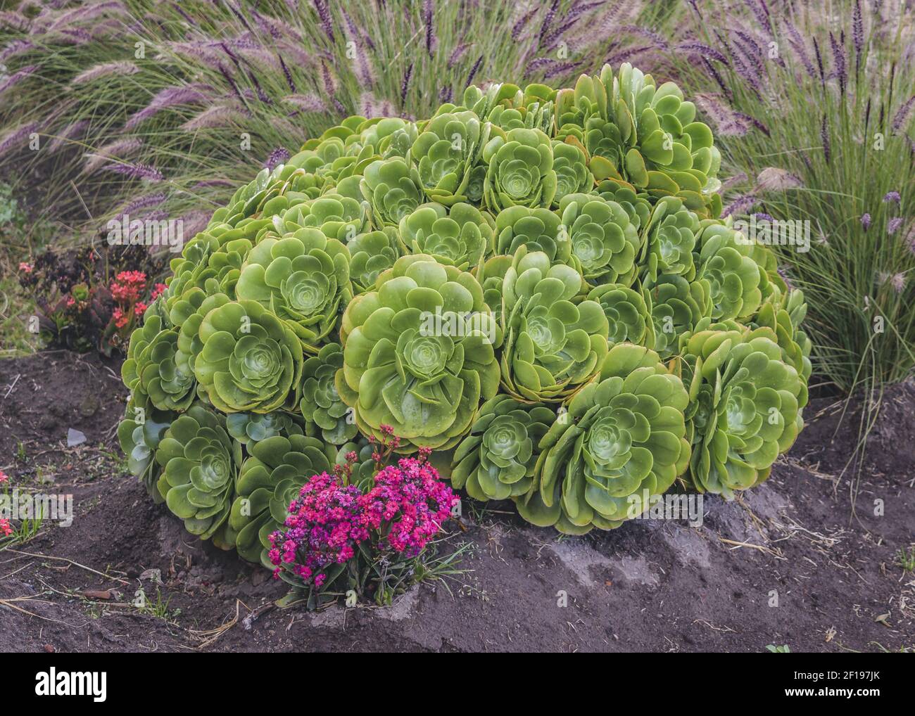 Exotic Andean Plant, Ecuador Stock Photo - Alamy