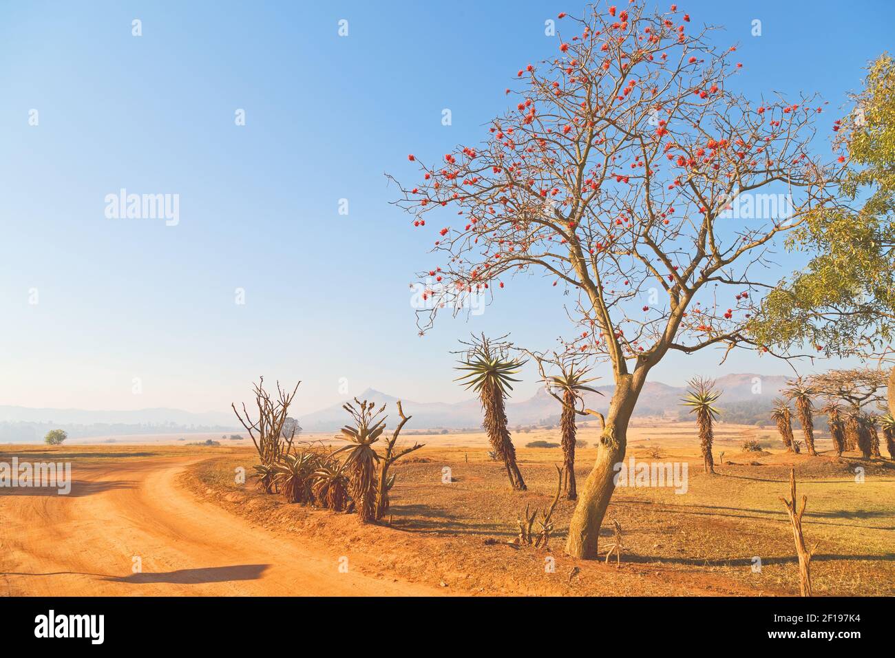 In swaziland wildlife nature reserve Stock Photo - Alamy