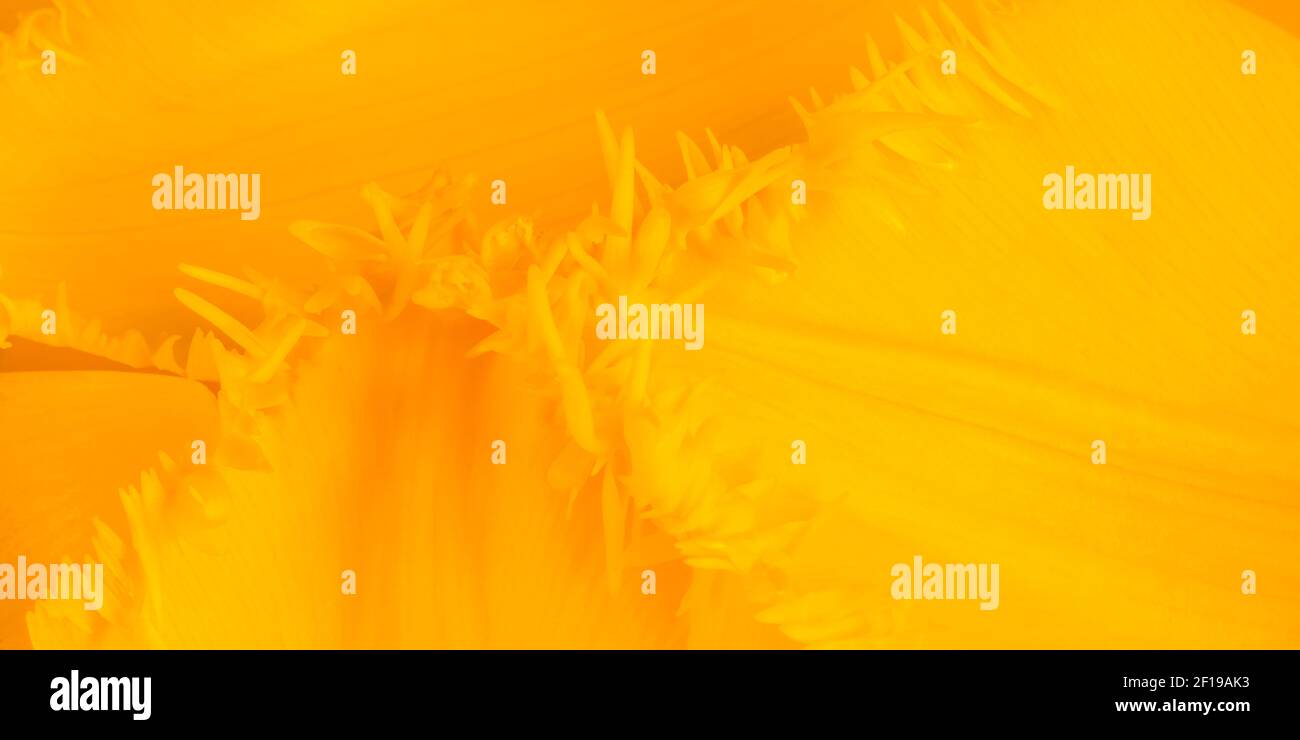 7 petals hi-res stock photography and images - Alamy