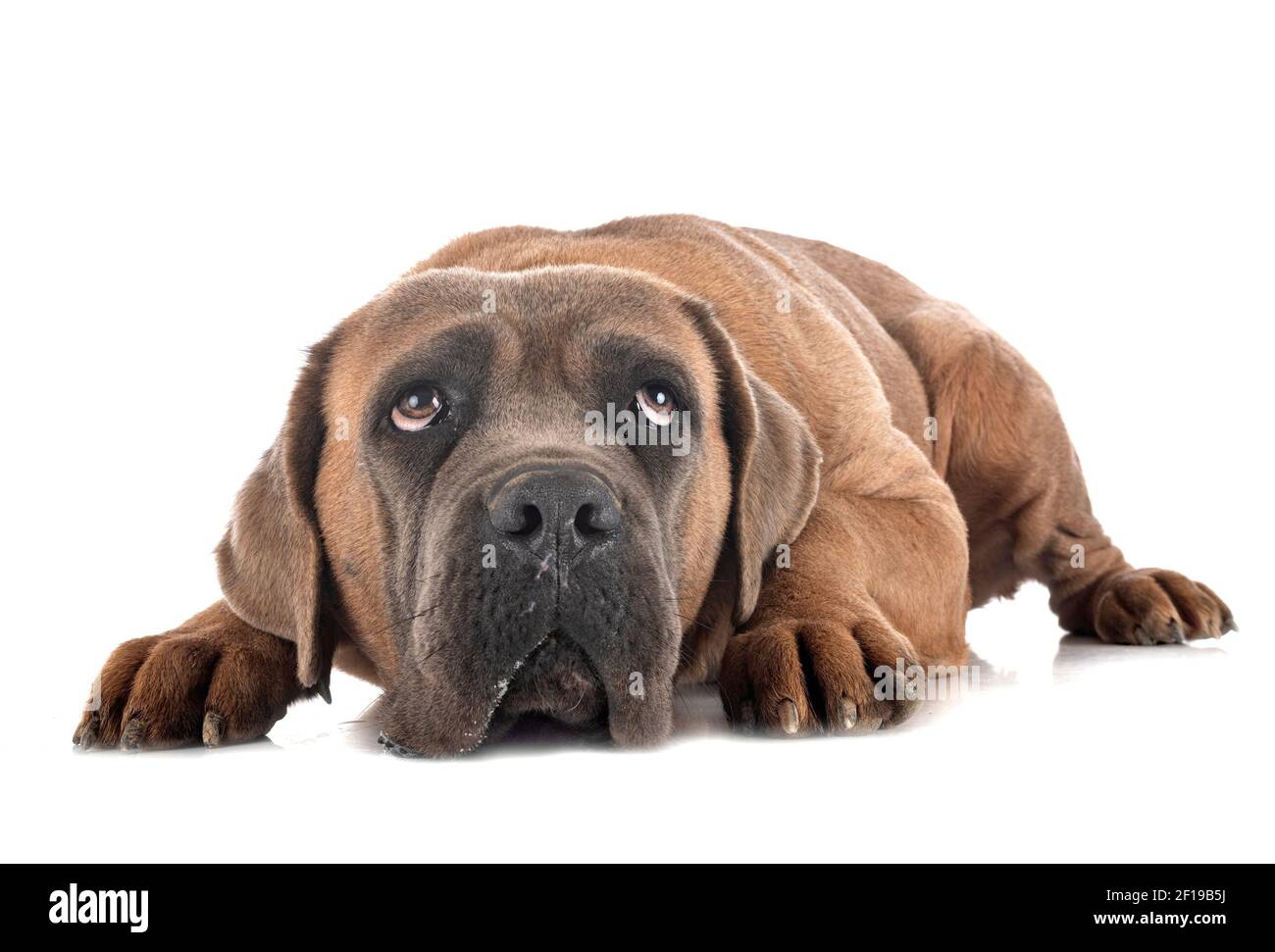 italian mastiff in front of white background Stock Photo - Alamy