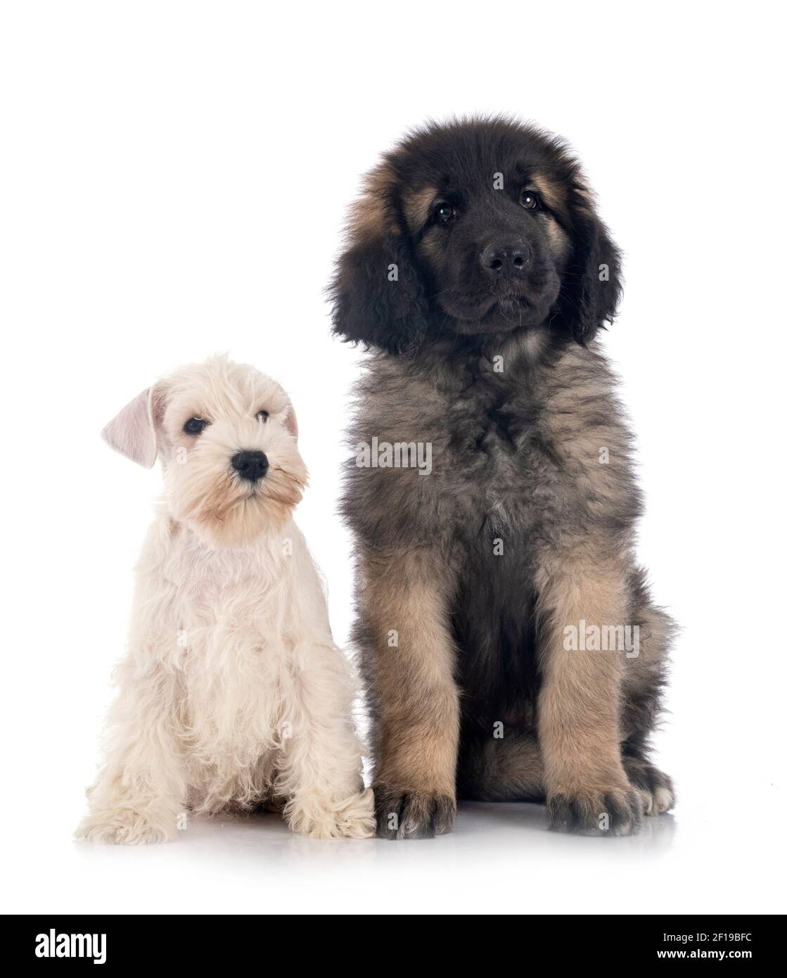 miniature schnauzer and Leonberger in front of white background Stock ...