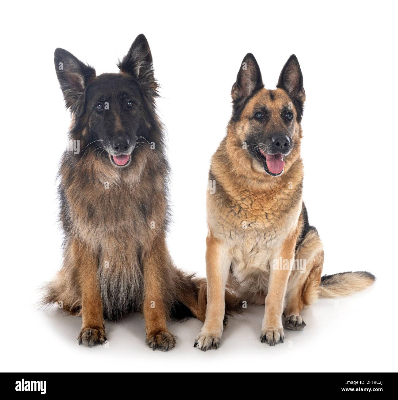 old german shepherds in front of white background Stock Photo - Alamy