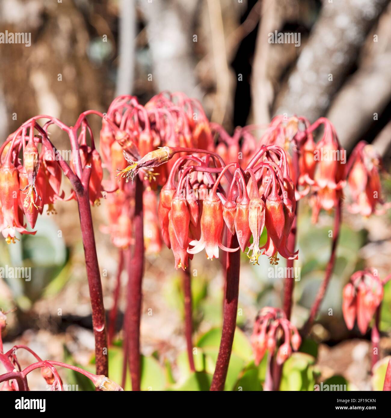 Cactus flowe hi-res stock photography and images - Alamy