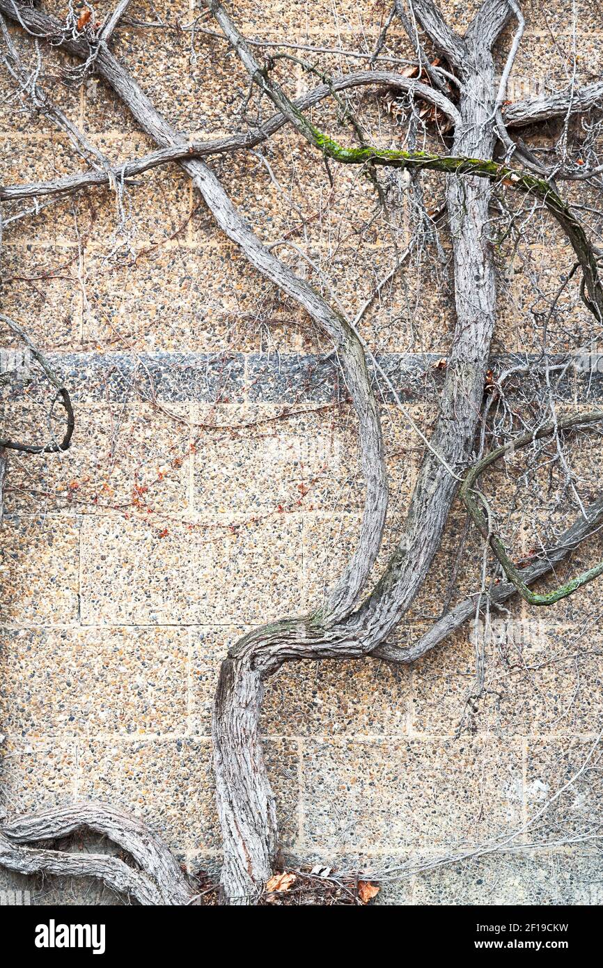 In the wall with natural branch Stock Photo - Alamy