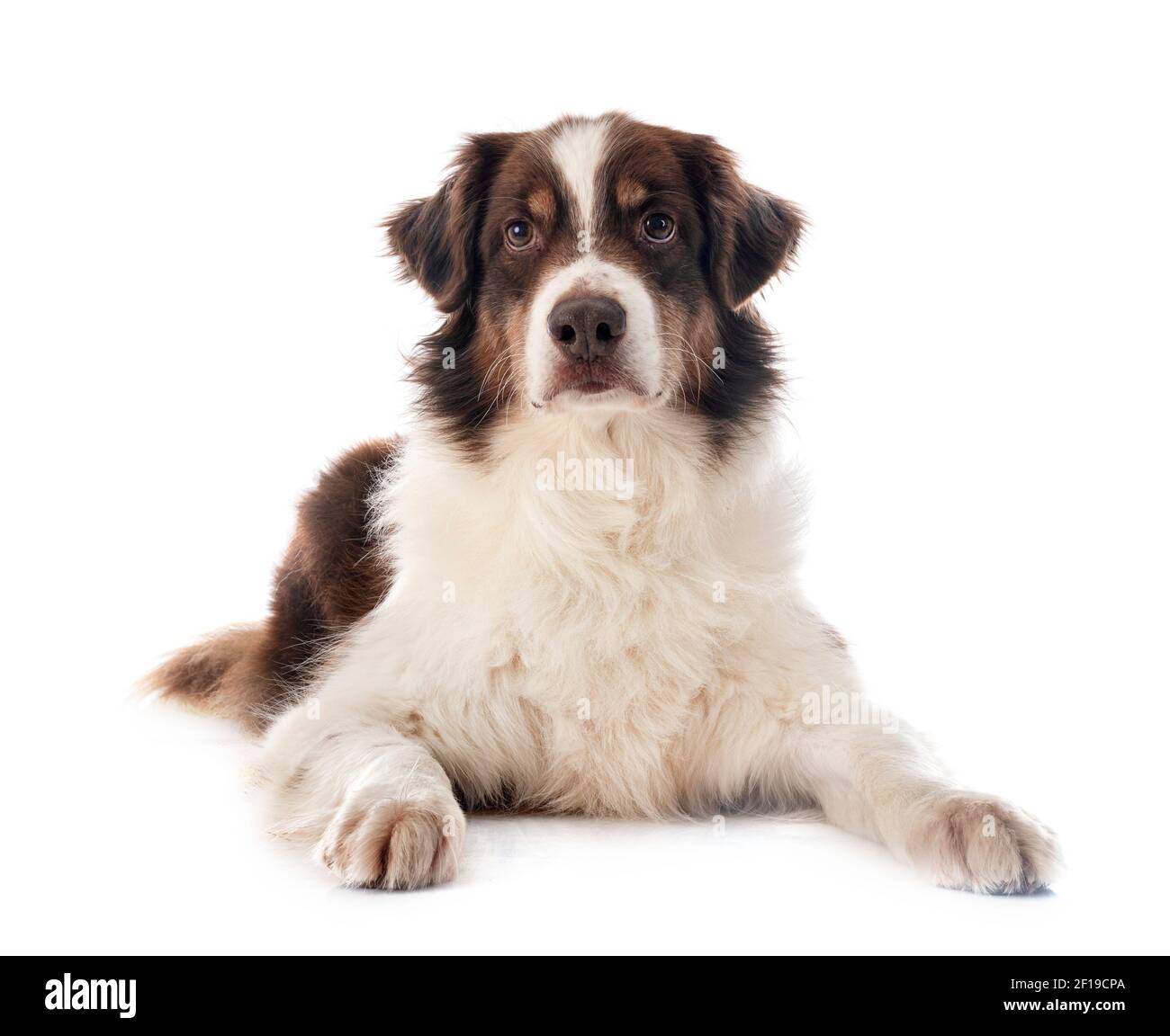 australian shepherd in front of white background Stock Photo - Alamy