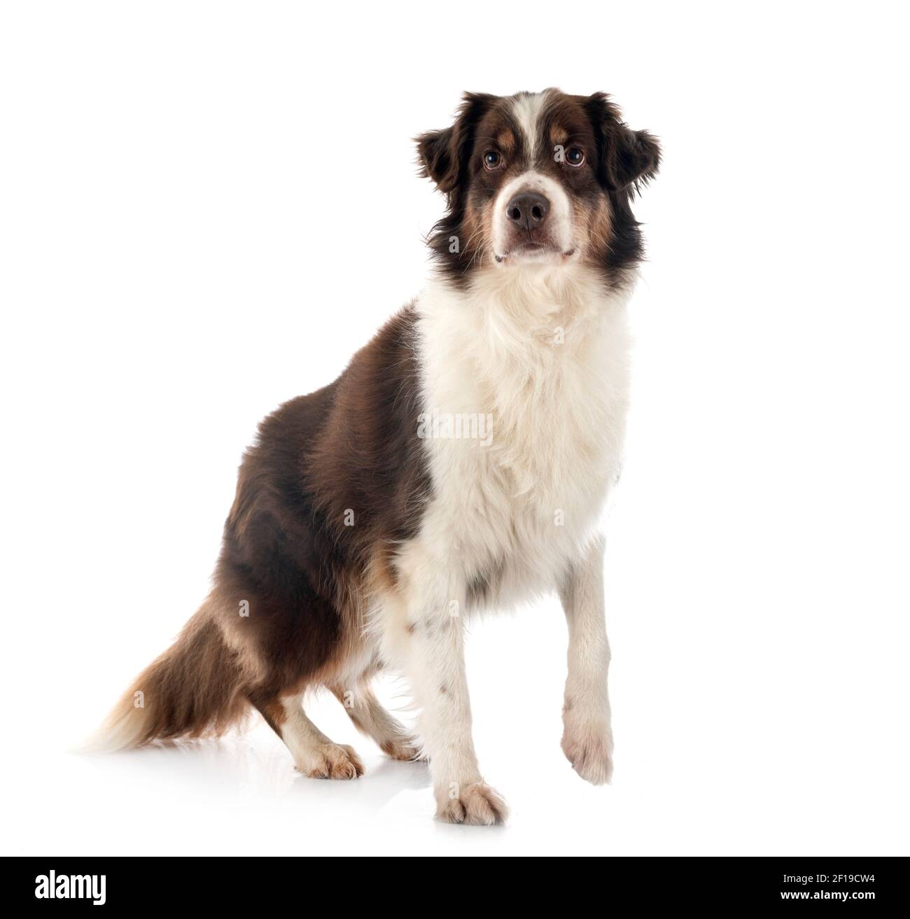 australian shepherd in front of white background Stock Photo - Alamy