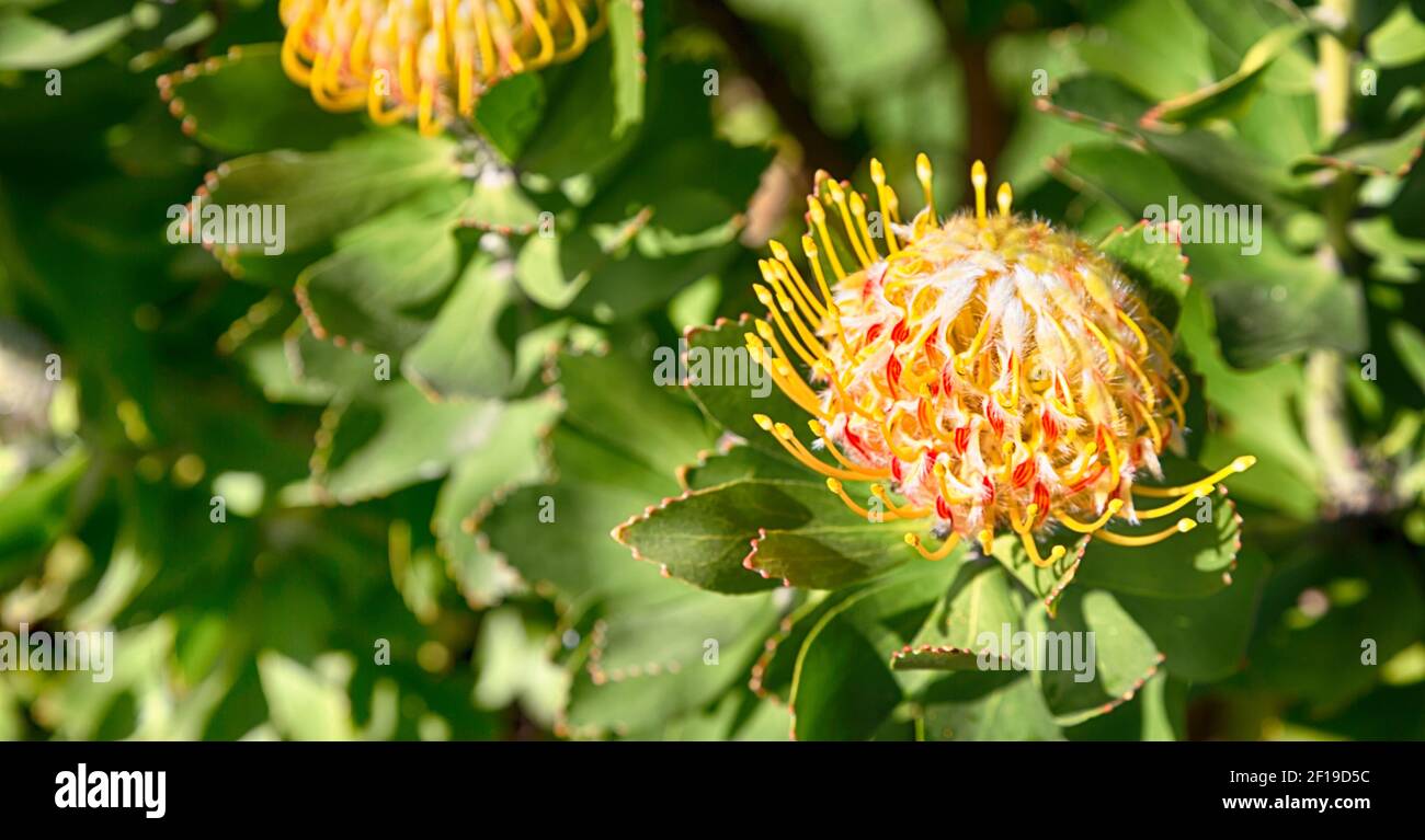 Cactus flowe hi-res stock photography and images - Alamy