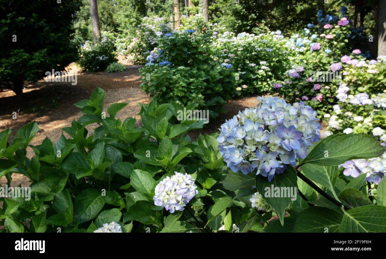 KRT LIFESTYLE STORY SLUGGED: HOME-HYDRANGEAS KRT PHOTO BY ADRIN SNIDER ...
