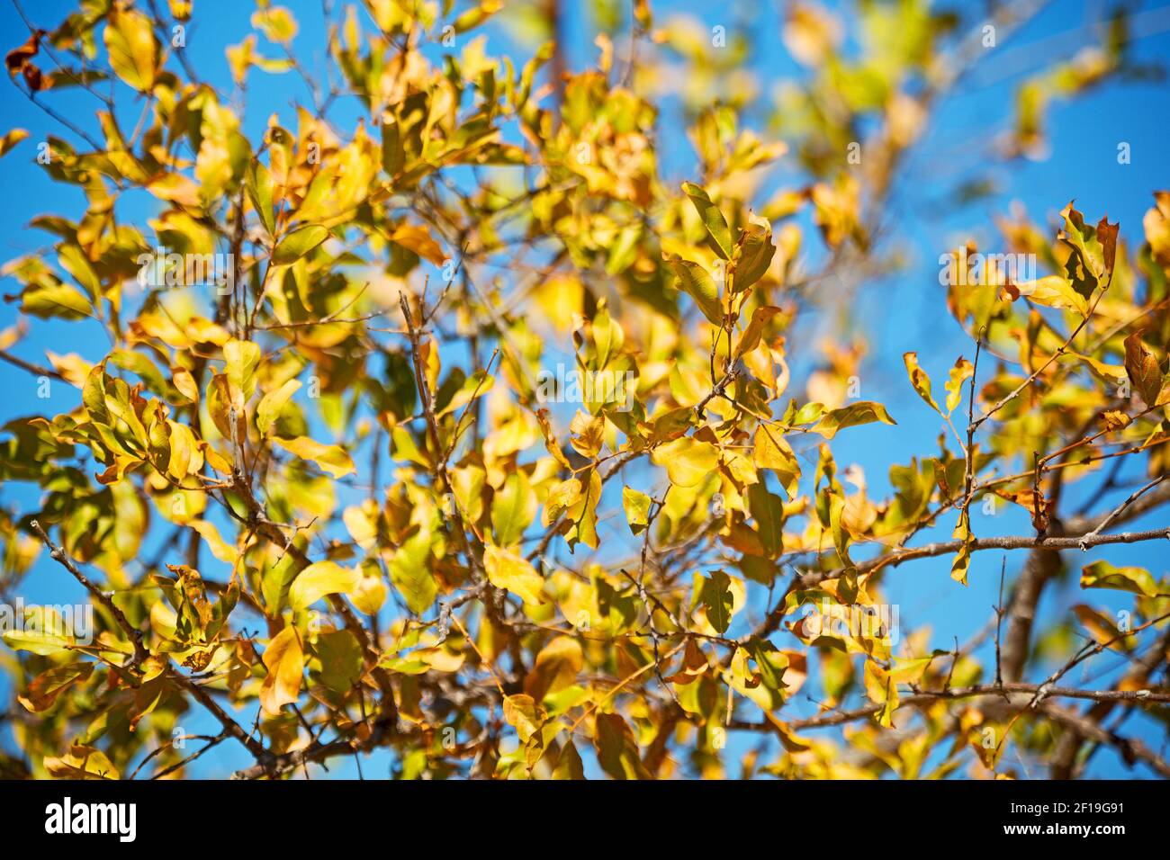 Plant and tree in the national park Stock Photo - Alamy