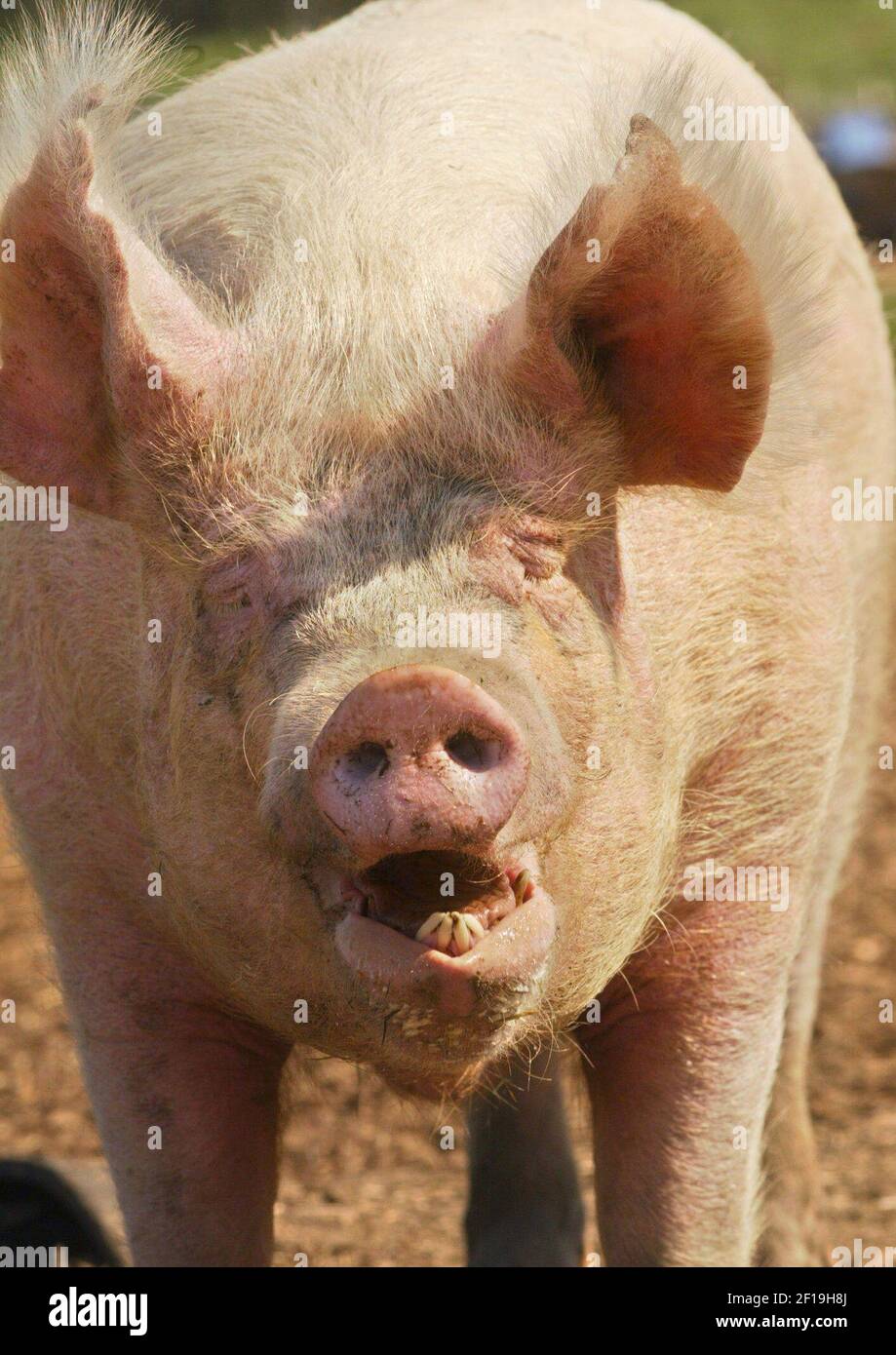 -- NO MAGS, NO SALES -- KRT LIFESTYLE STORY SLUGGED: PETS-PIGSANCTUARY ...