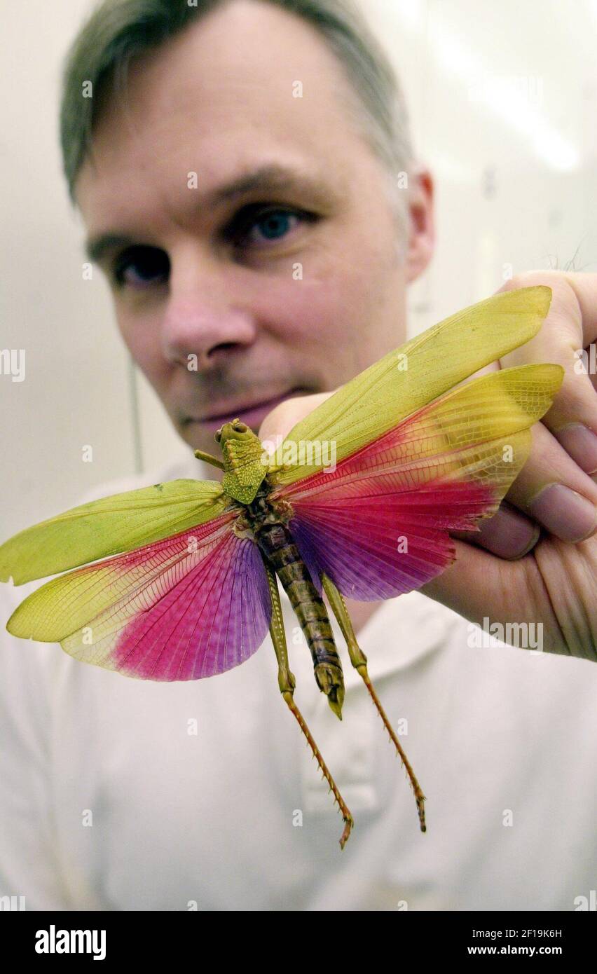 KRT US NEWS STORY SLUGGED: SCI-BUGEXPERT KRT PHOTOGRAPH BY GALASSO ...