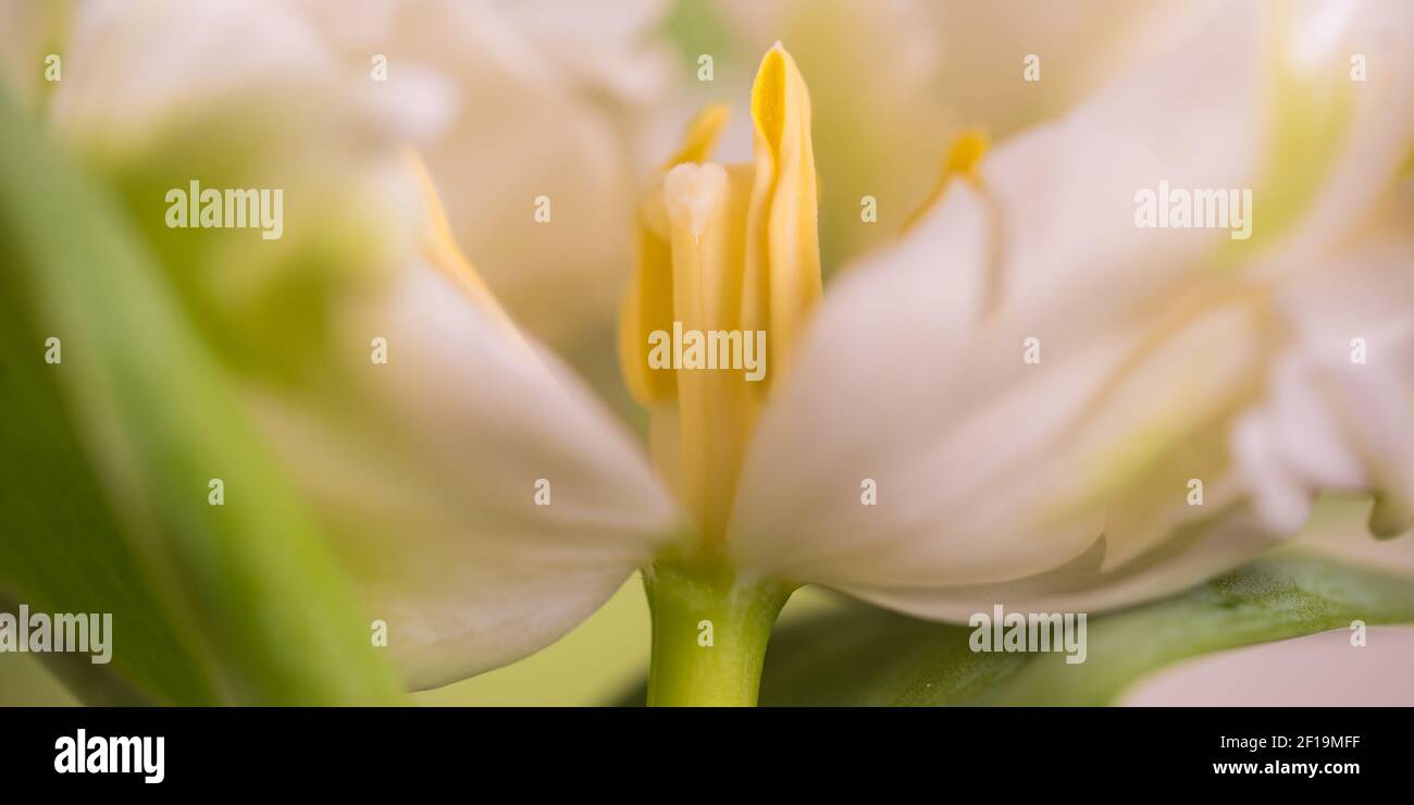 Look inside a tulip blossom (4 Stock Photo - Alamy