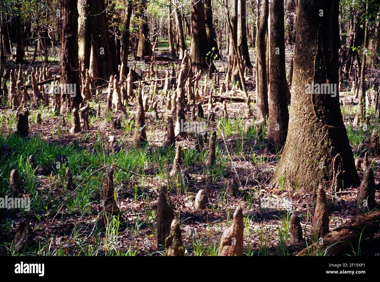 KRT TRAVEL STORY SLUGGED: UST-CONGAREE KRT PHOTO BY ROBERT CROSS ...