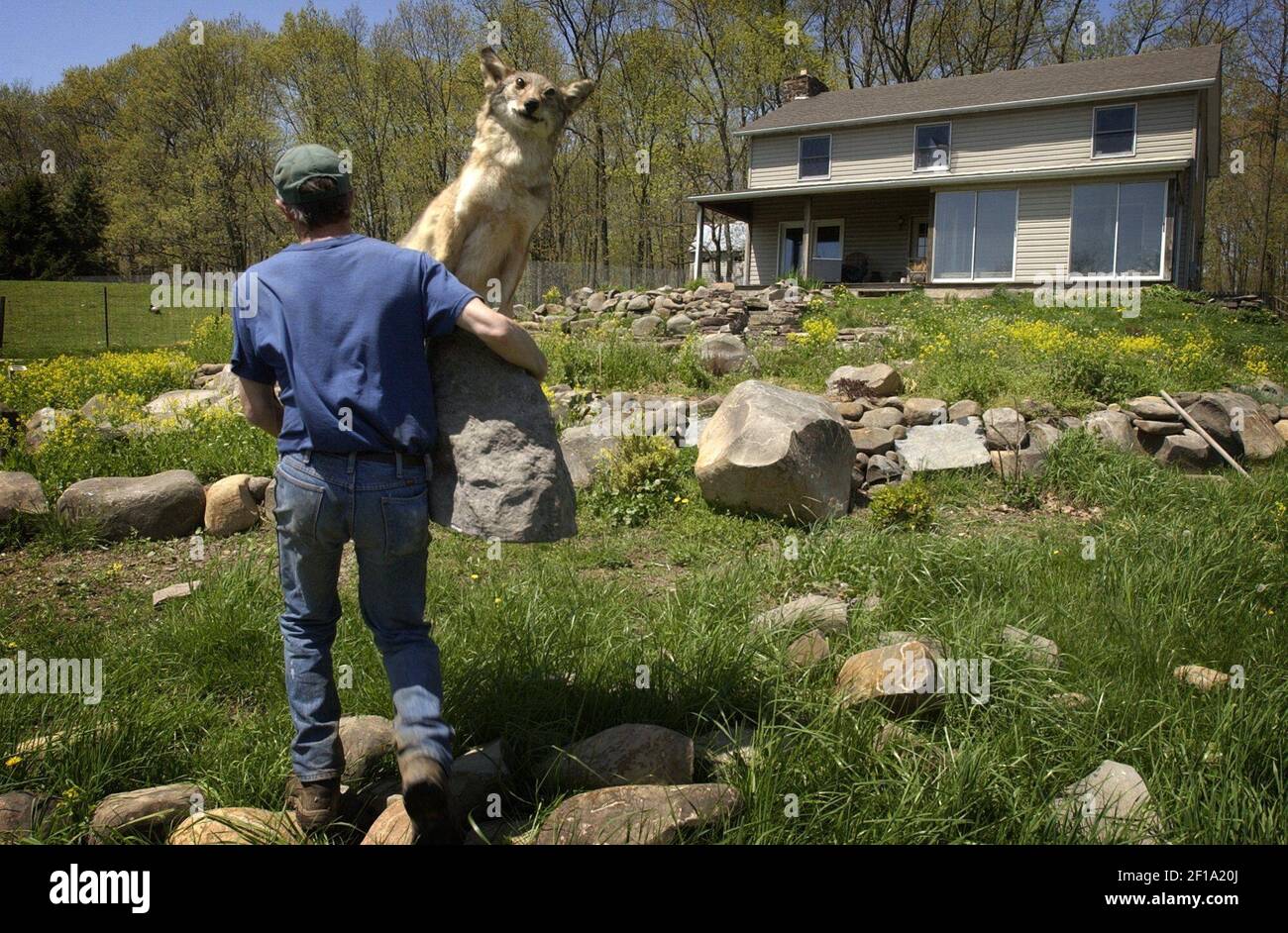 KRT US NEWS STORY SLUGGED: ENV-COYOTES KRT PHOTOGRAPH BY DAN Z. JOHNSON ...
