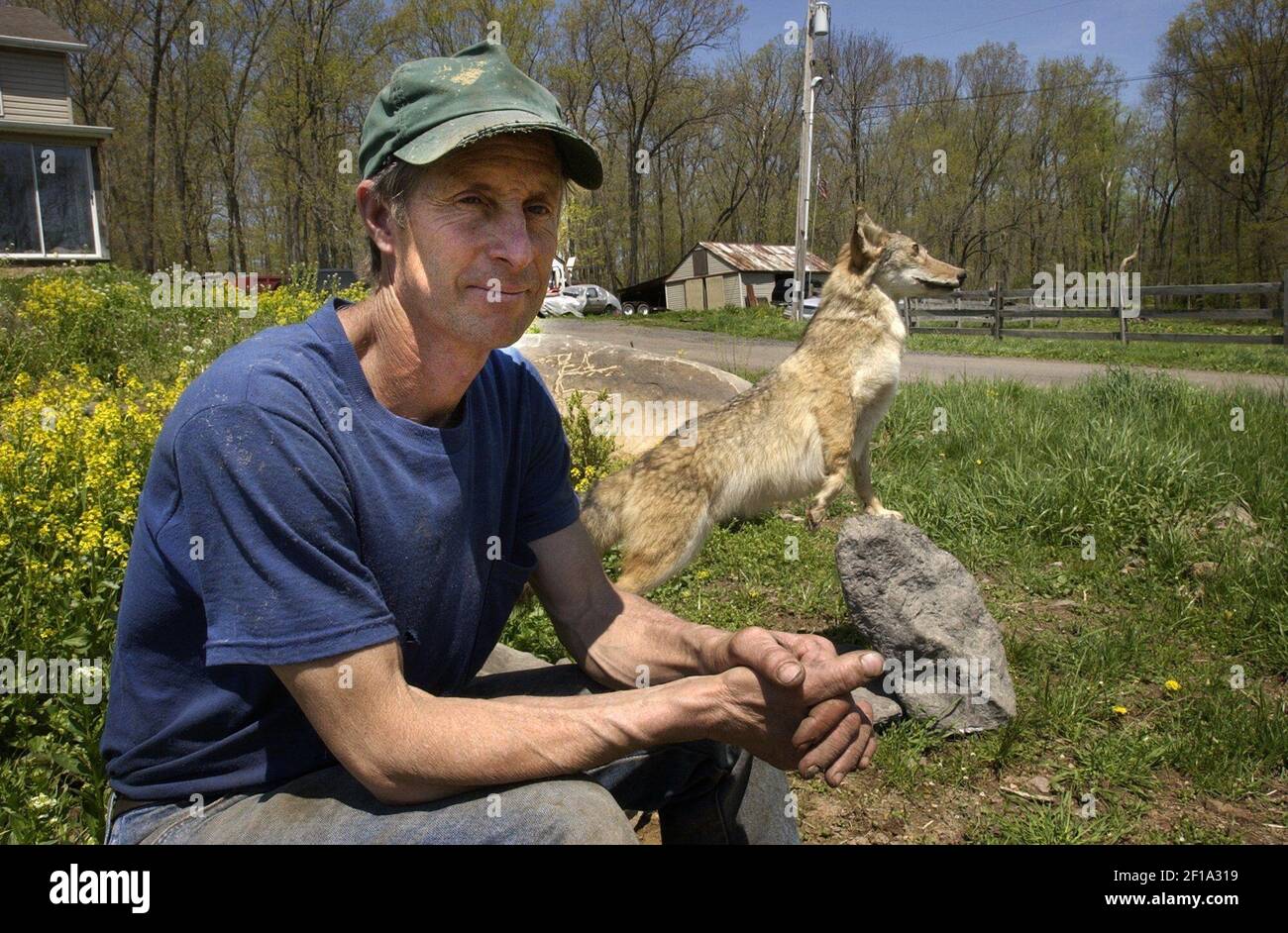 KRT US NEWS STORY SLUGGED: ENV-COYOTES KRT PHOTOGRAPH BY DAN Z. JOHNSON ...