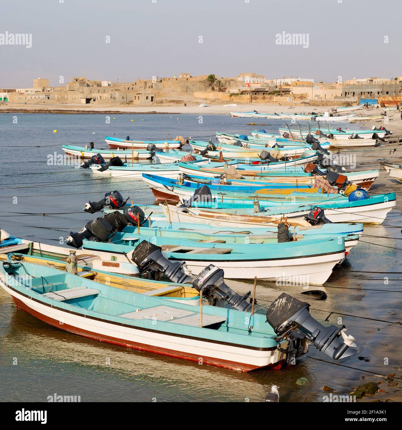 In oman boat in the coastline and seagull near ocean Stock Photo - Alamy