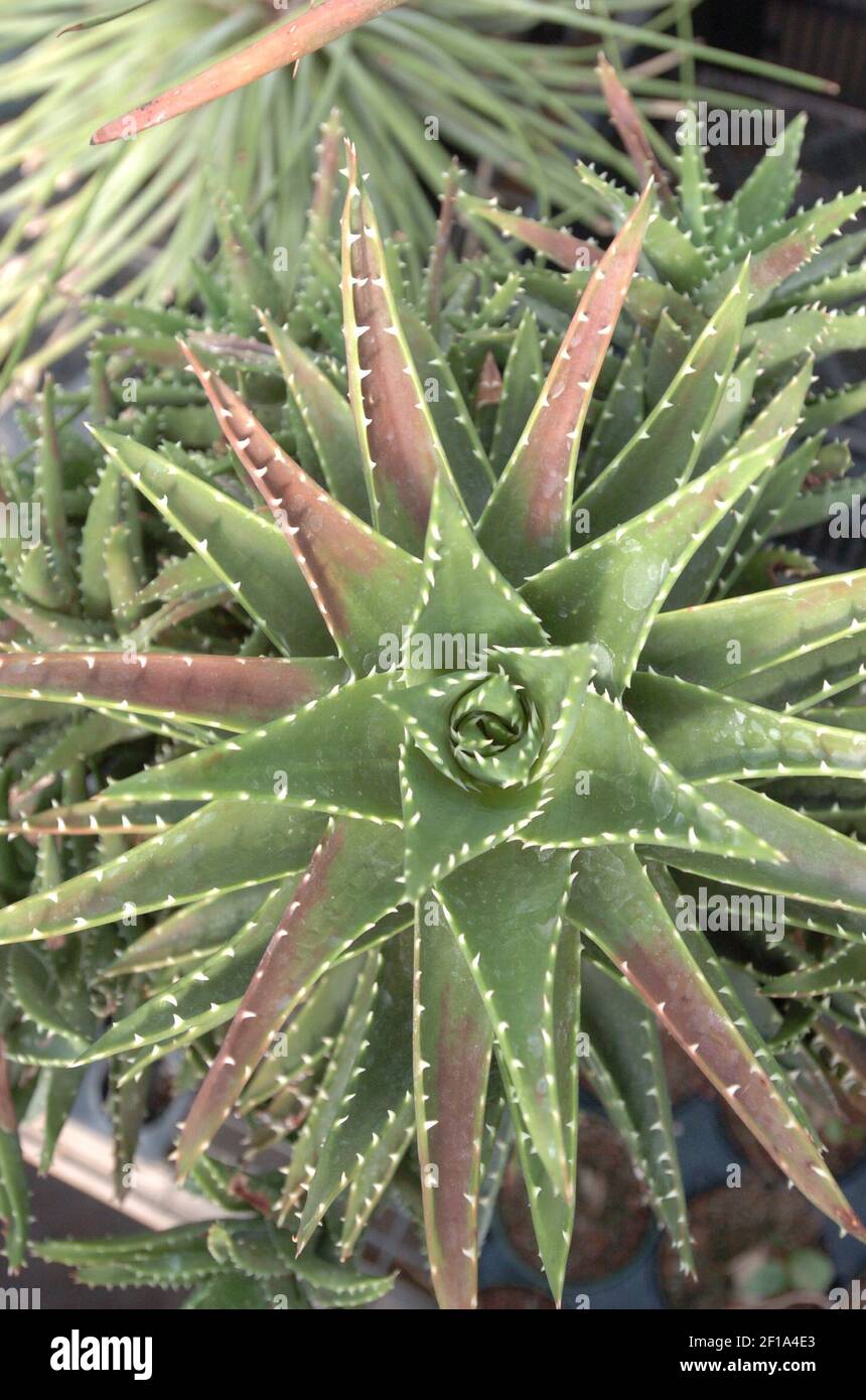 KRT LIFESTYLE STORY SLUGGED: CACTI KRT PHOTOGRAPH BY WARREN SKALSKI ...