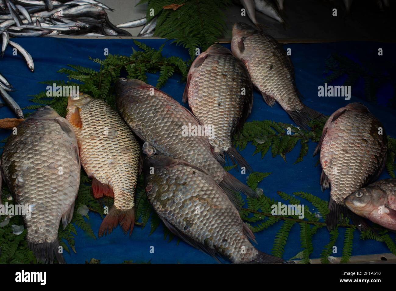 Fresh fish as sea food for sale at a fish market Stock Photo - Alamy