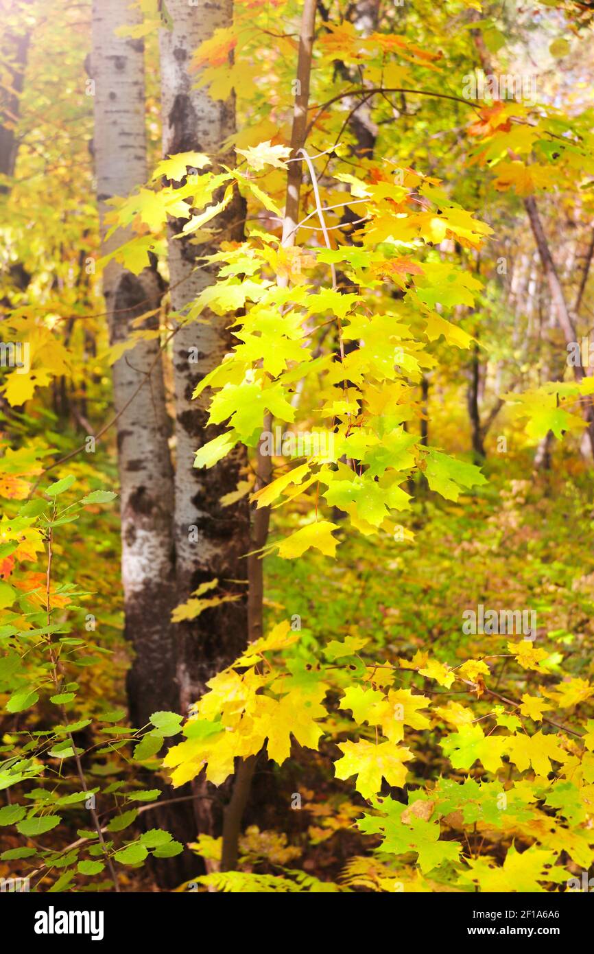 Maple tree with yellow, red and orange foliage in fall forest. Calm ...
