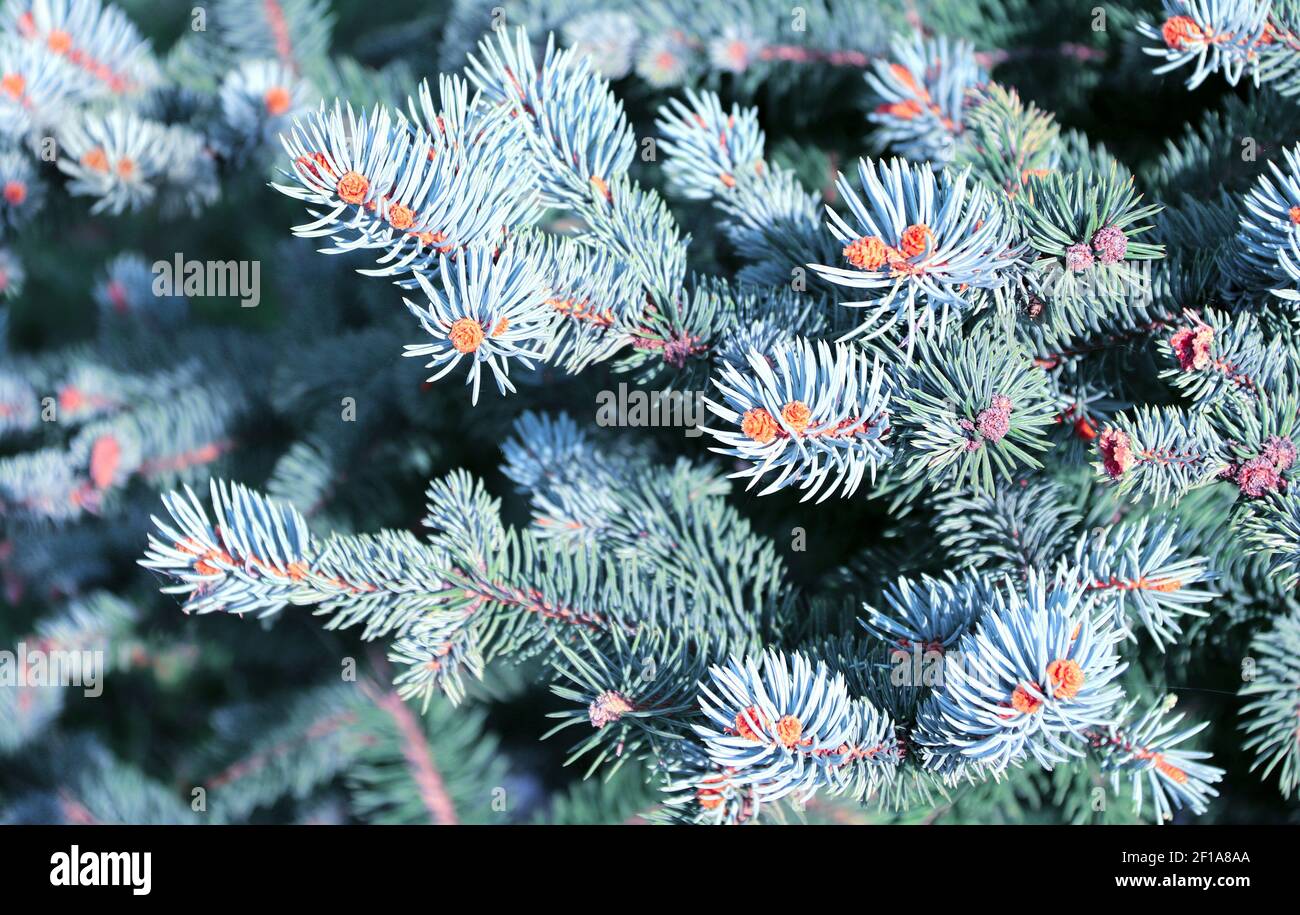Horizontal nature banner with blue spruce (green spruce, white spruce ...