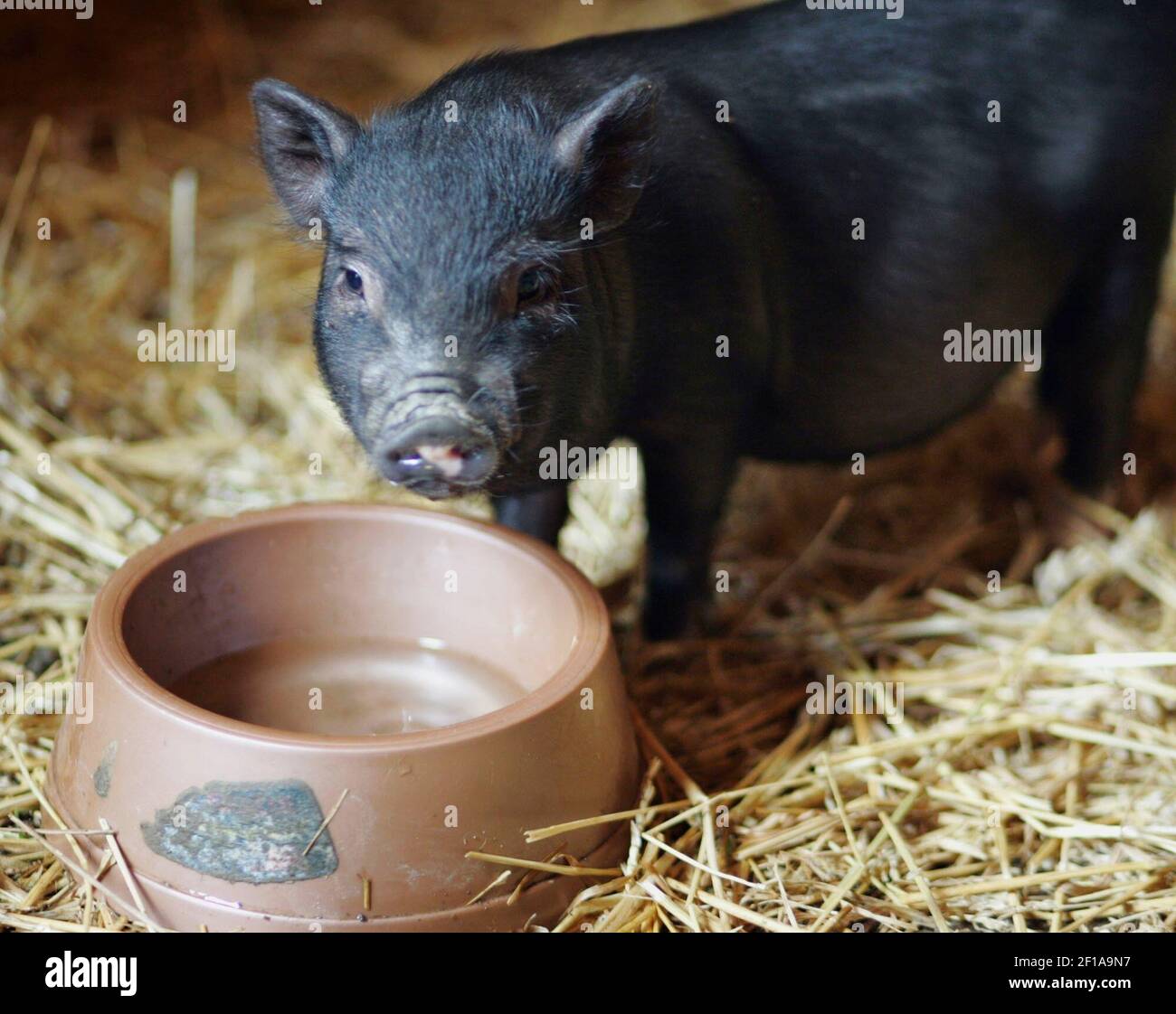 KRT LIFESTYLE STORY SLUGGED: PETS-PIGS KRT PHOTOGRAPH BY BOB DEMAY ...