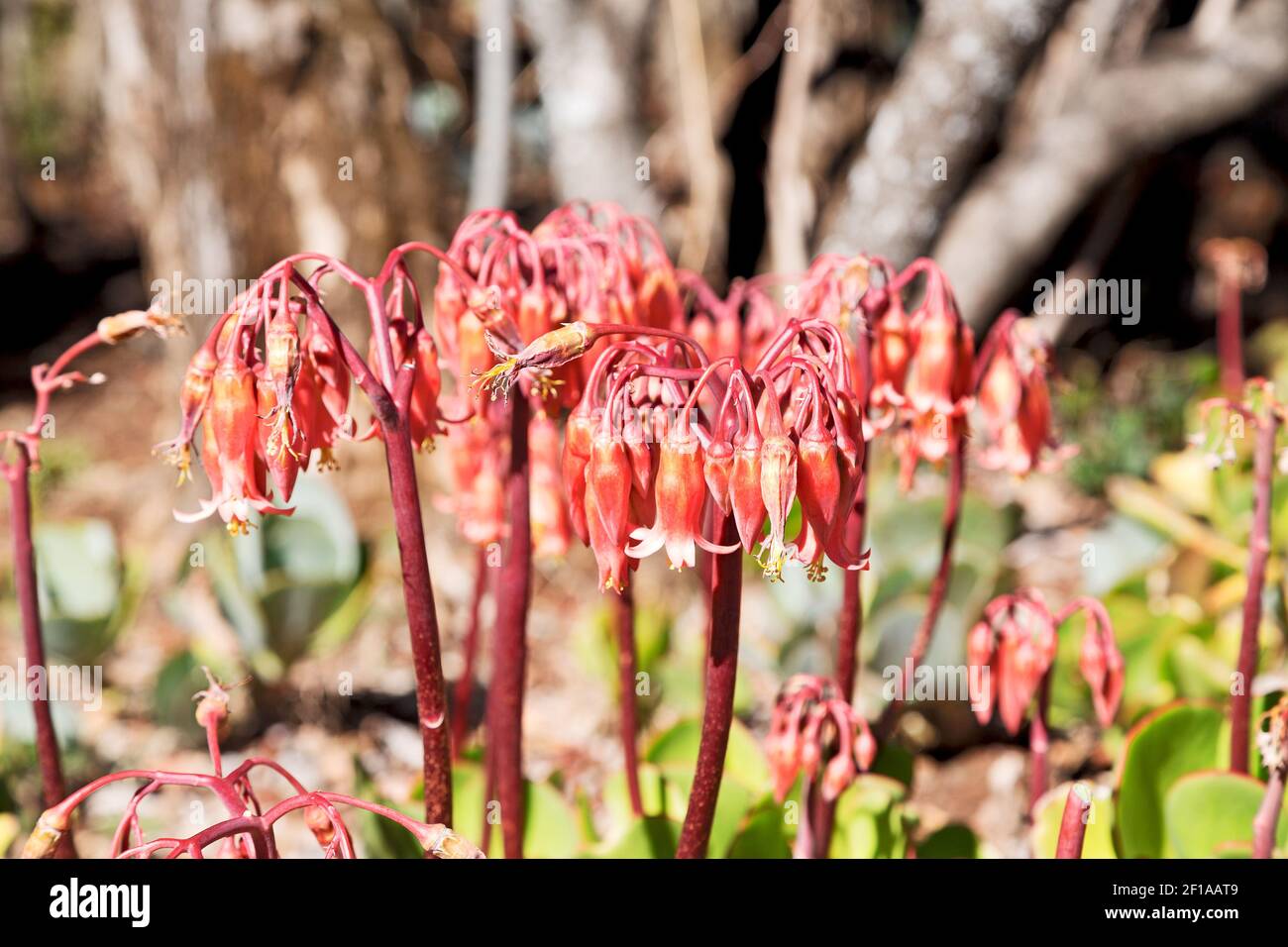 Tubular cactus flowers hi-res stock photography and images - Alamy