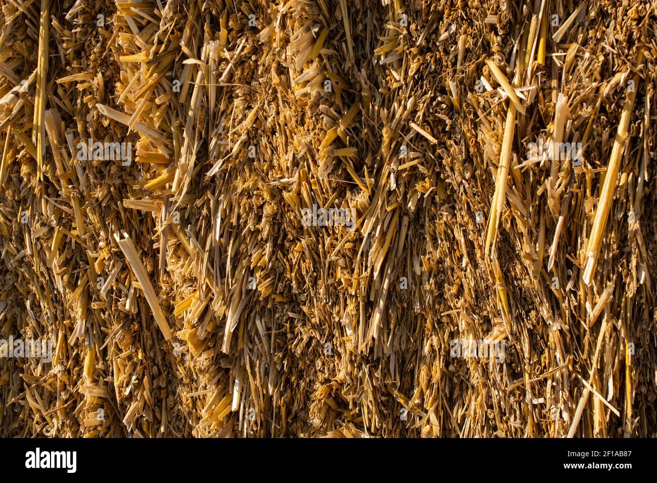 Harvesting in agriculture bales of hay are stacked in large stacks ...