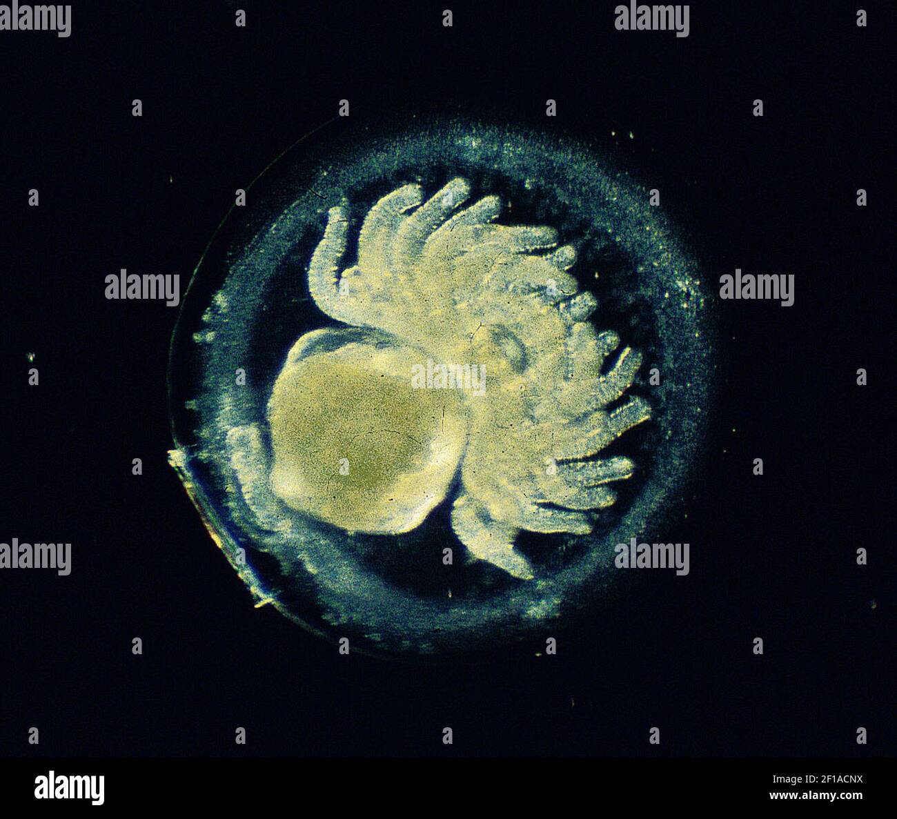 Lingula brachiopod High Resolution Stock Photography and Images - Alamy