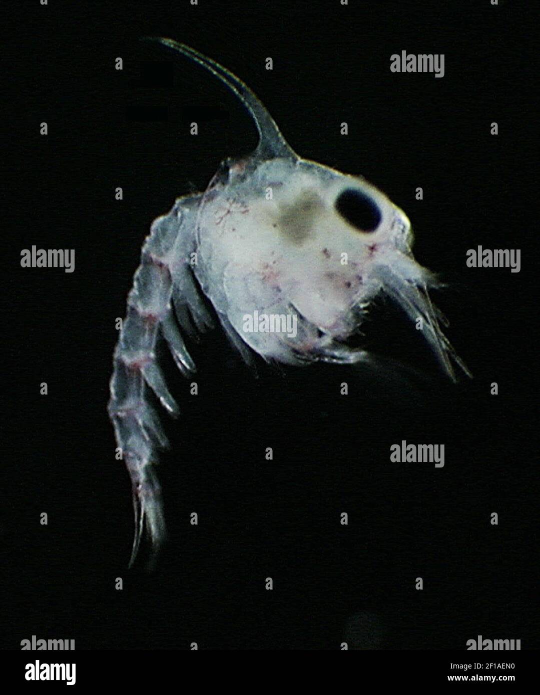 KRT US NEWS STORY SLUGGED: OCEANLIFE KRT PHOTOGRAPH BY KEVIN B. JOHNSON ...