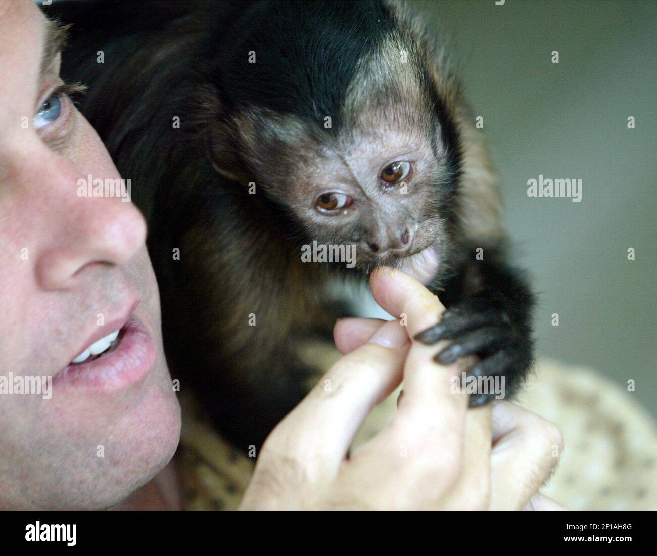 -- NO MAGS, NO SALES -- KRT US NEWS STORY SLUGGED: MED-HELPERMONKEY KRT ...