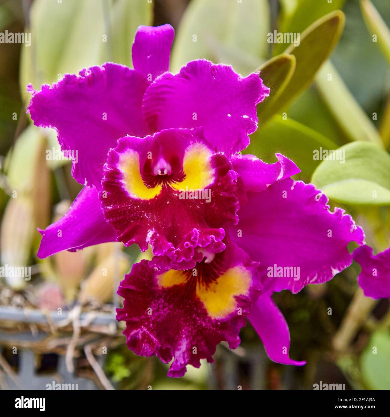 Purple orchids, Violet orchids. Orchid is queen of flowers. Orchid in ...